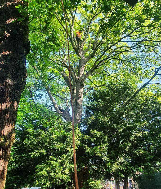 Top Work of the Month - Commando Climbers Tree Specialists | TrustATrader