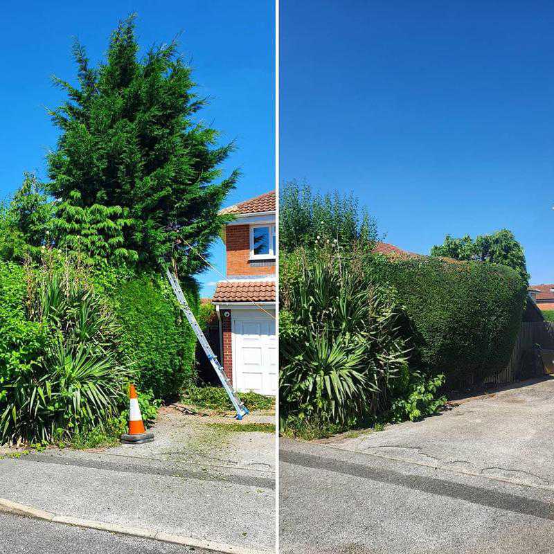 Top Work of the Month - Commando Climbers Tree Specialists | TrustATrader