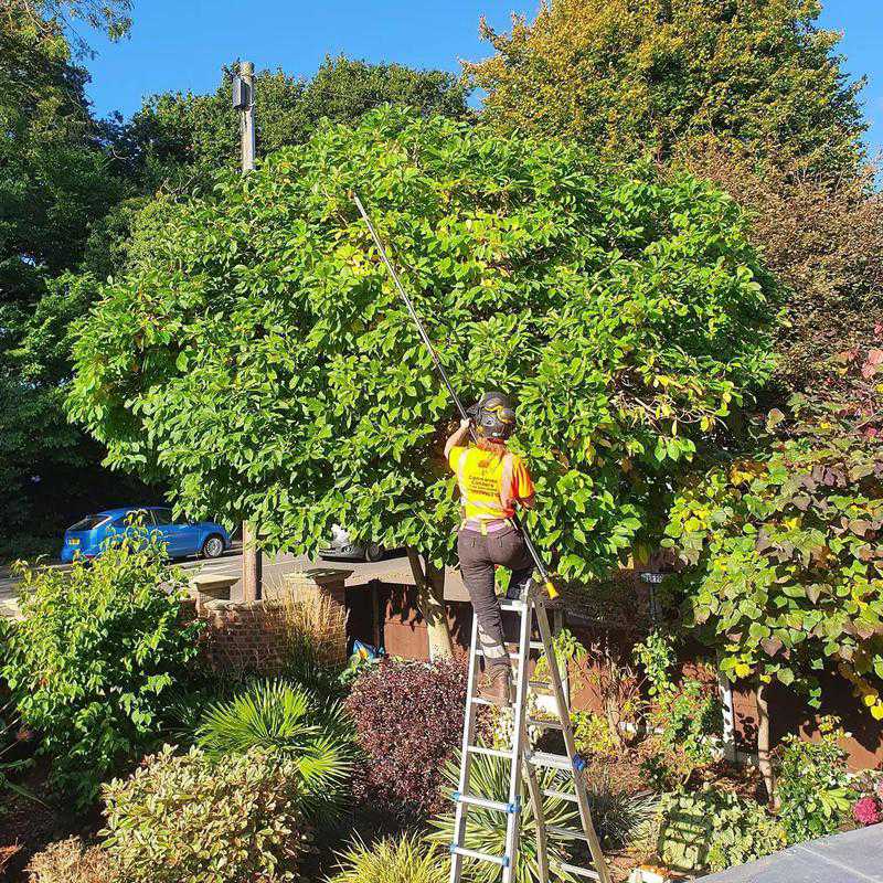 Top Work of the Month - Commando Climbers Tree Specialists | TrustATrader