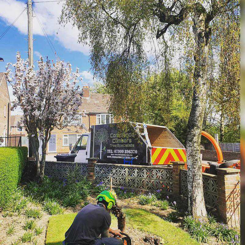 Top Work of the Month - Commando Climbers Tree Specialists | TrustATrader